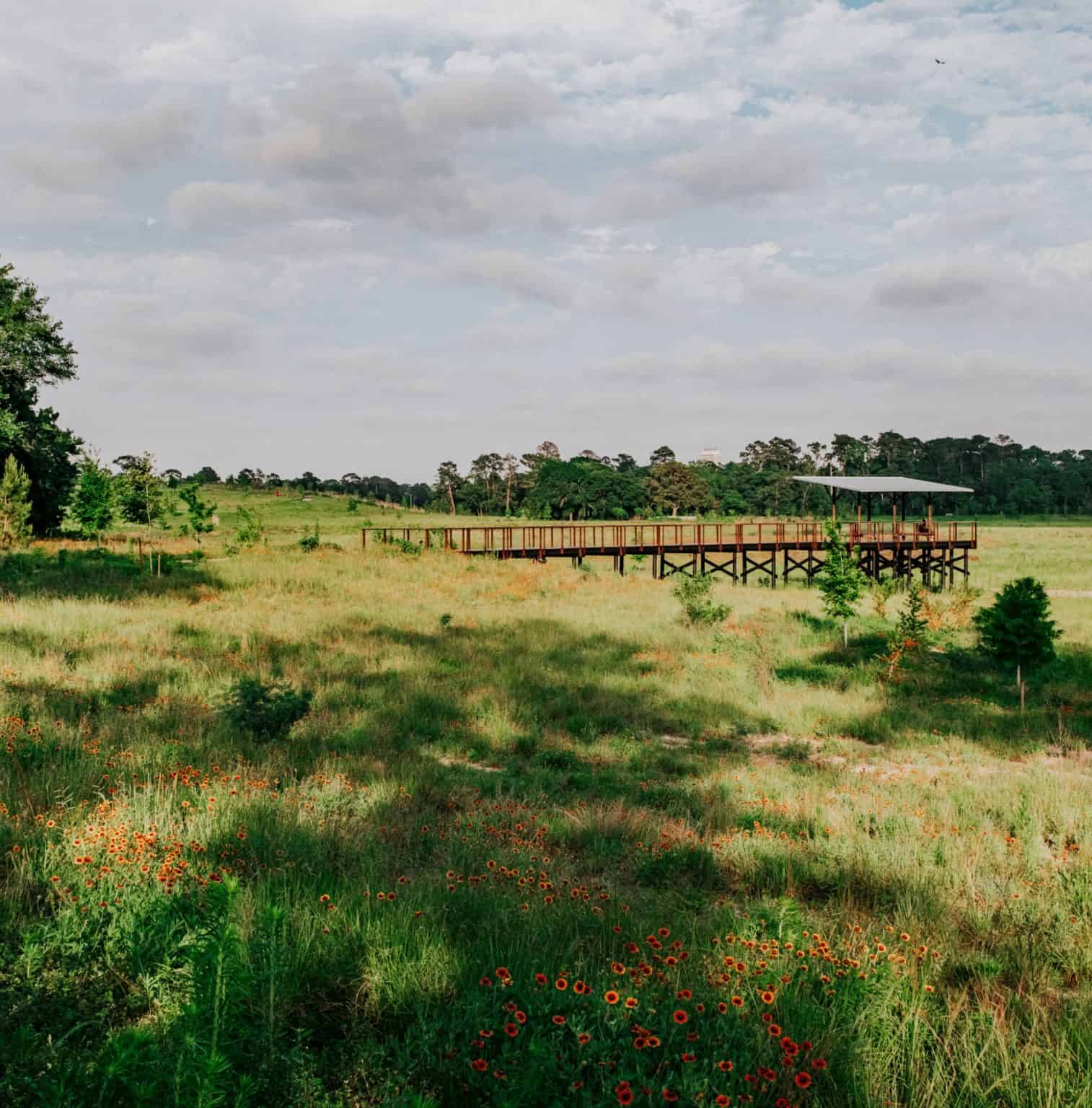 Wolff Prairie at Memorial Park | Native Texas Prairie Restoration