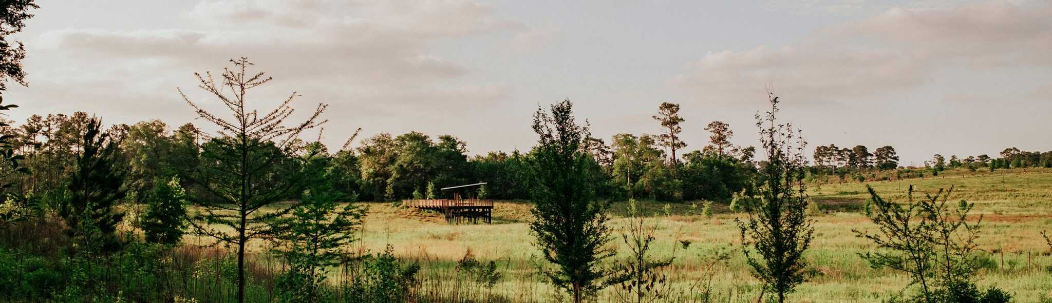 Wolff Prairie at Memorial Park | Native Texas Prairie Restoration